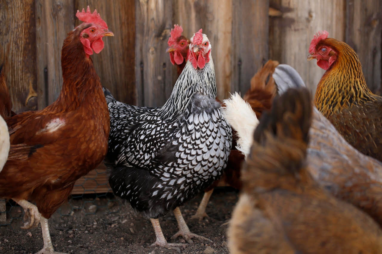 Spring Chickens - Ginger and Baker