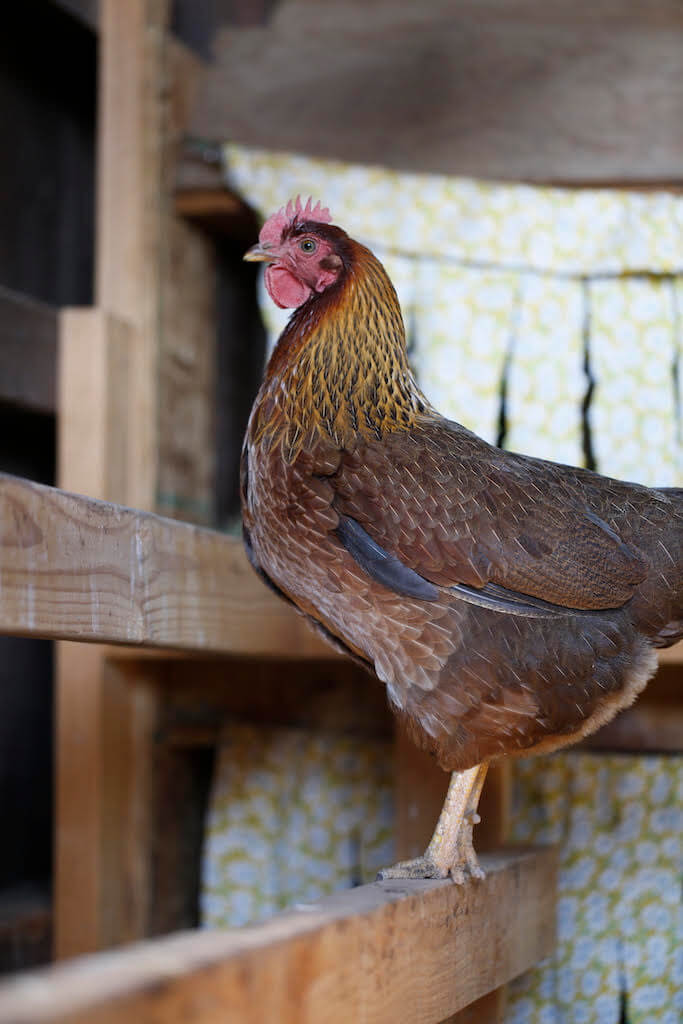 Spring Chickens - Ginger and Baker